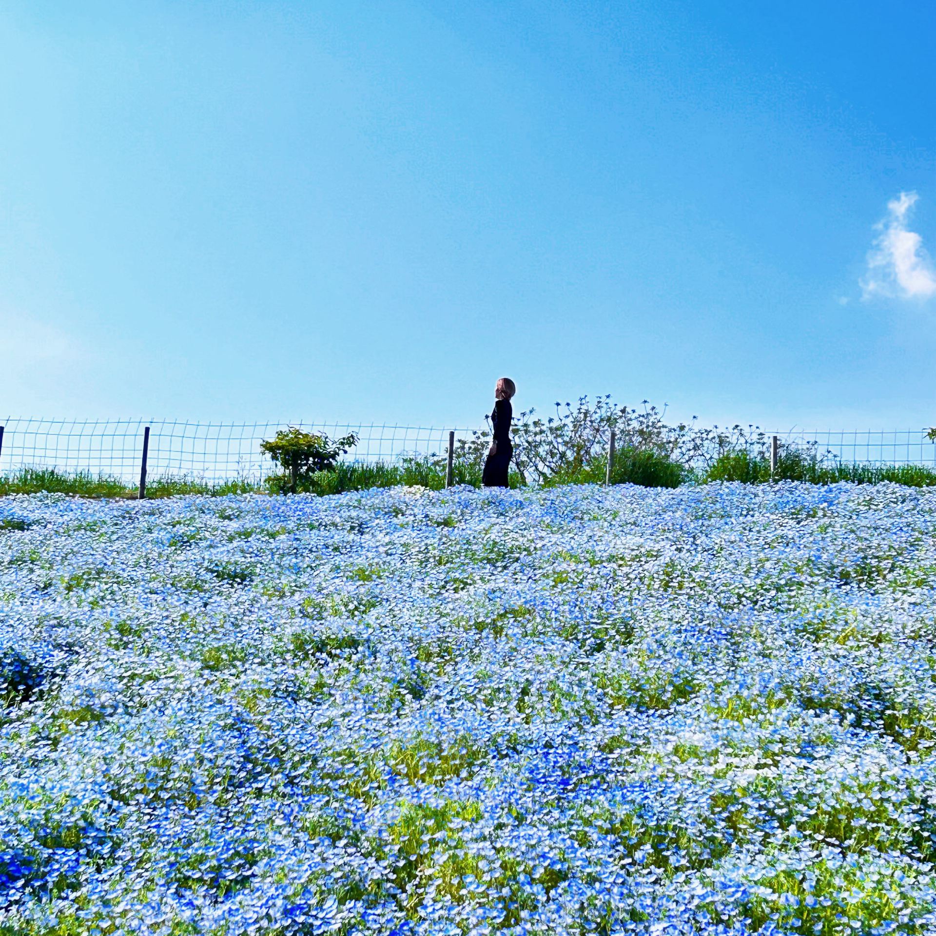 Things to Do in Hitachinaka in 2024 - Top Attractions, Local Food ...