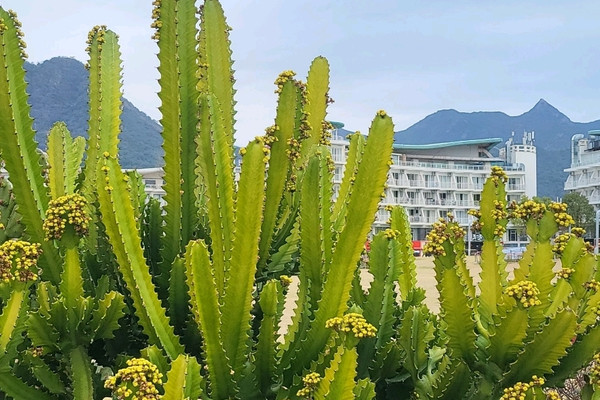 🌴🌊 Escape to Paradise at Dameisha Beach, Shenzhen! 🇨🇳 | Trip.com Shenzhen