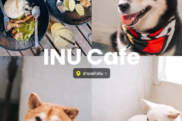 Inu Cafe | คาเฟ่หมาชิบะใจกลางหัวหิน | Trip.com หัวหิน