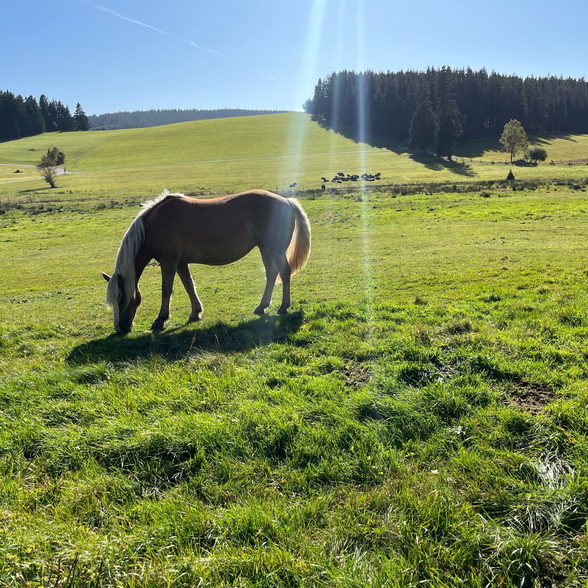 Schonwald Travel Guide 2024 - Things to Do, What To Eat & Tips | Trip.com