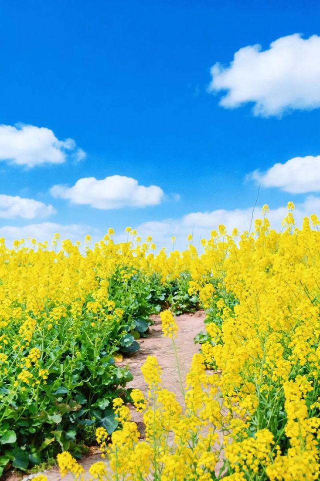 Chongqing Spring Romance｜Colorful Rapeseed Flowers × Hongya Cave Night ...