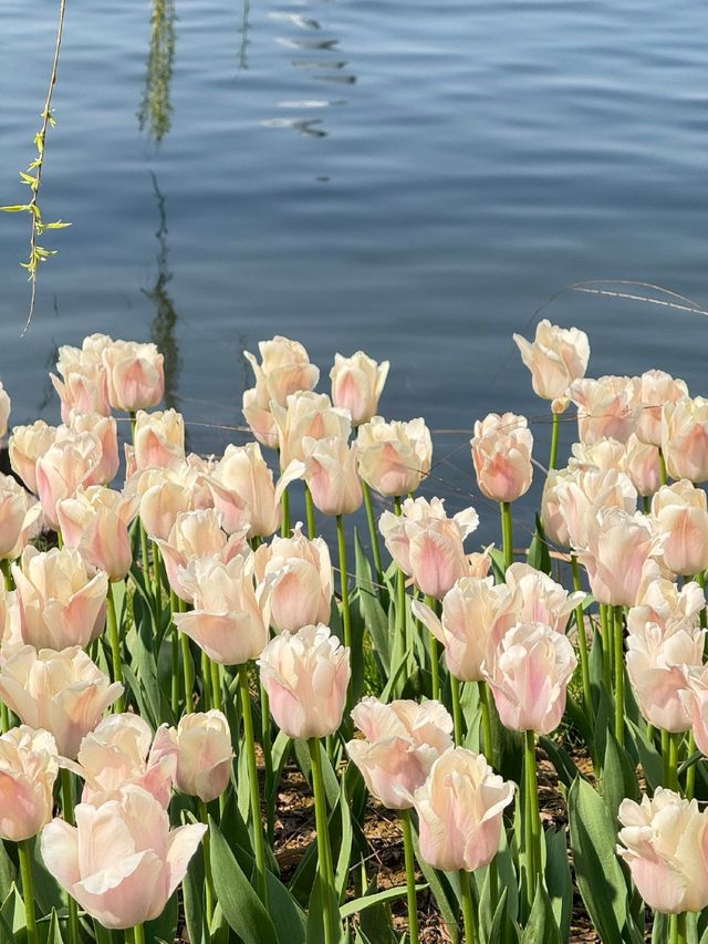 Must-visit spot for spring outings at Guazhu Lake | Trip.com Shaoxing