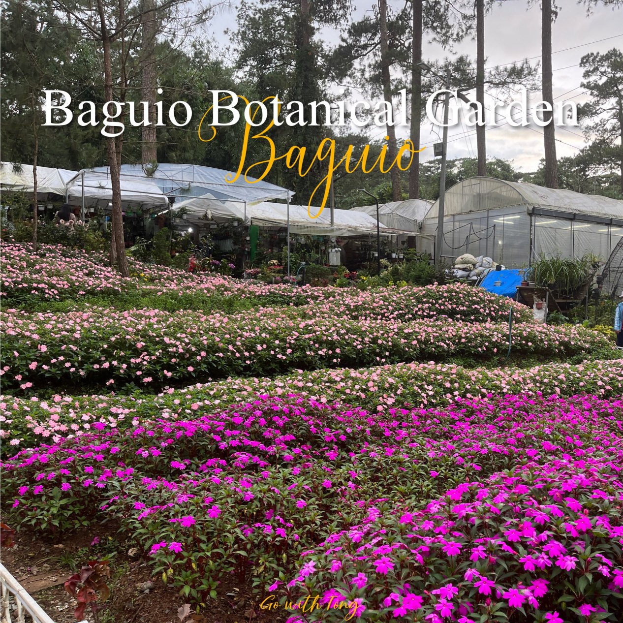 Flower Garden In Baguio | Best Flower Site