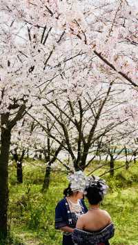 The largest cherry blossom garden in the world - Pingba Cherry Blossom ...