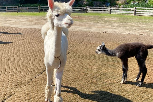Alpaca? Alpaca | Trip.com Hongcheon-gun