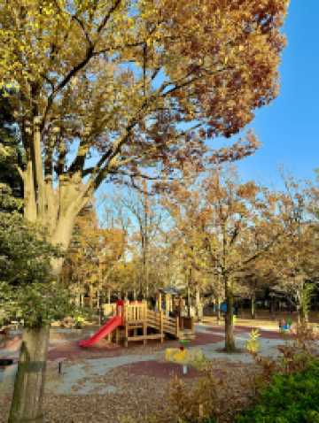 Golden Trees and Open Space at Kiba Park in Winter｜Trip.com 東京
