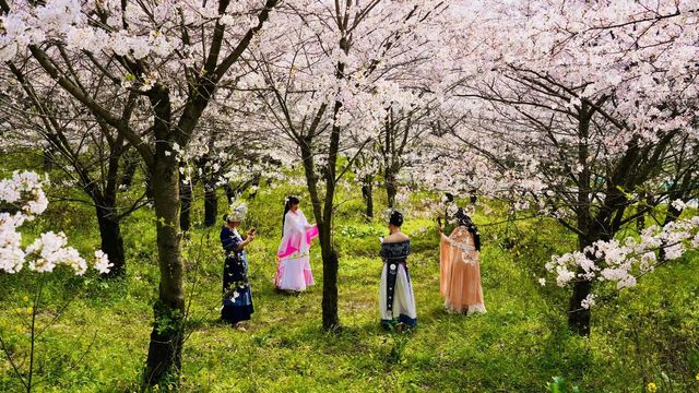 The largest cherry blossom garden in the world - Pingba Cherry Blossom ...
