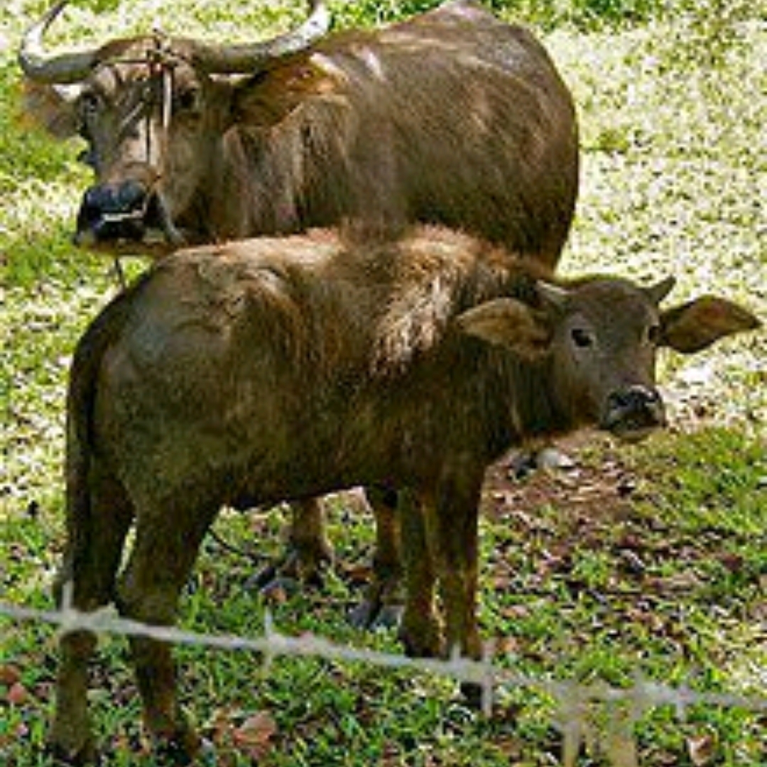 Capas Travel Guide 2023 - Things to Do, What To Eat & Tips | Trip.com