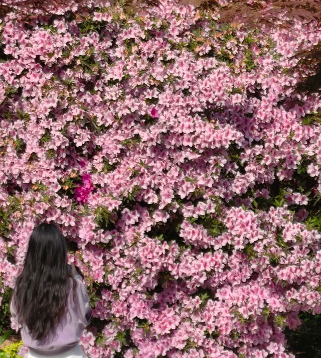 Lautan Bunga Azalea di Fude Li | Trip.com Shanghai