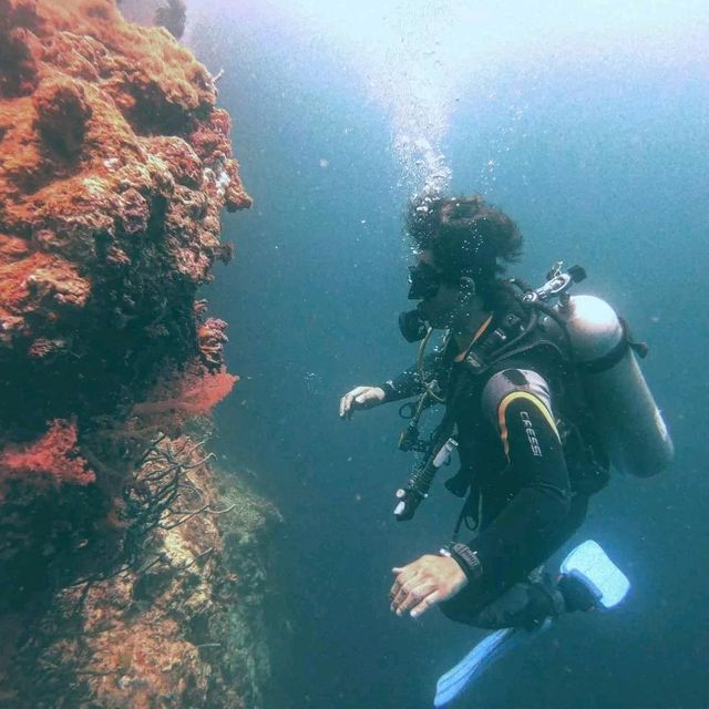 Moalboal diving | Trip.com Cebu