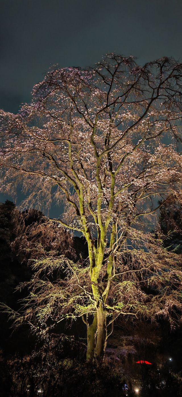 Rikugien Garden Spring Special Light Show | Trip.com Tokyo