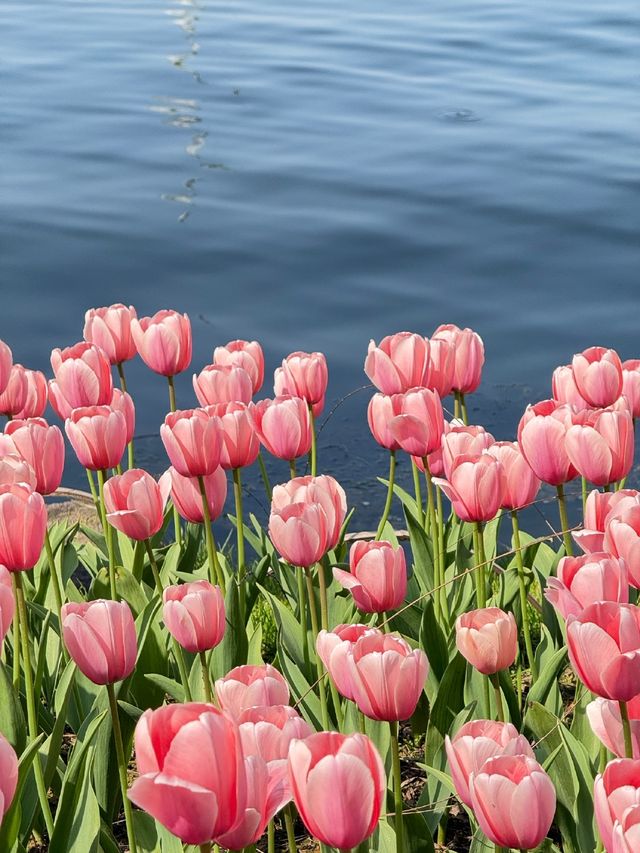 Must-visit spot for spring outings at Guazhu Lake | Trip.com Shaoxing