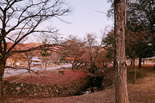 🌸 Harmony with Nature: Sustainable Springtime in Nara Park, Japan 🇯🇵 ...