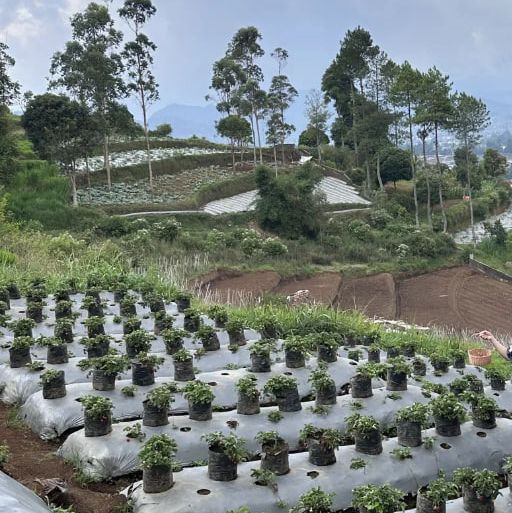 Strawberry Bliss at Bukit Strawberry Lembang | Trip.com West Bandung ...