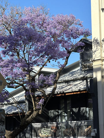 Spring in the Southern Hemisphere is Purple | Trip.com Sydney