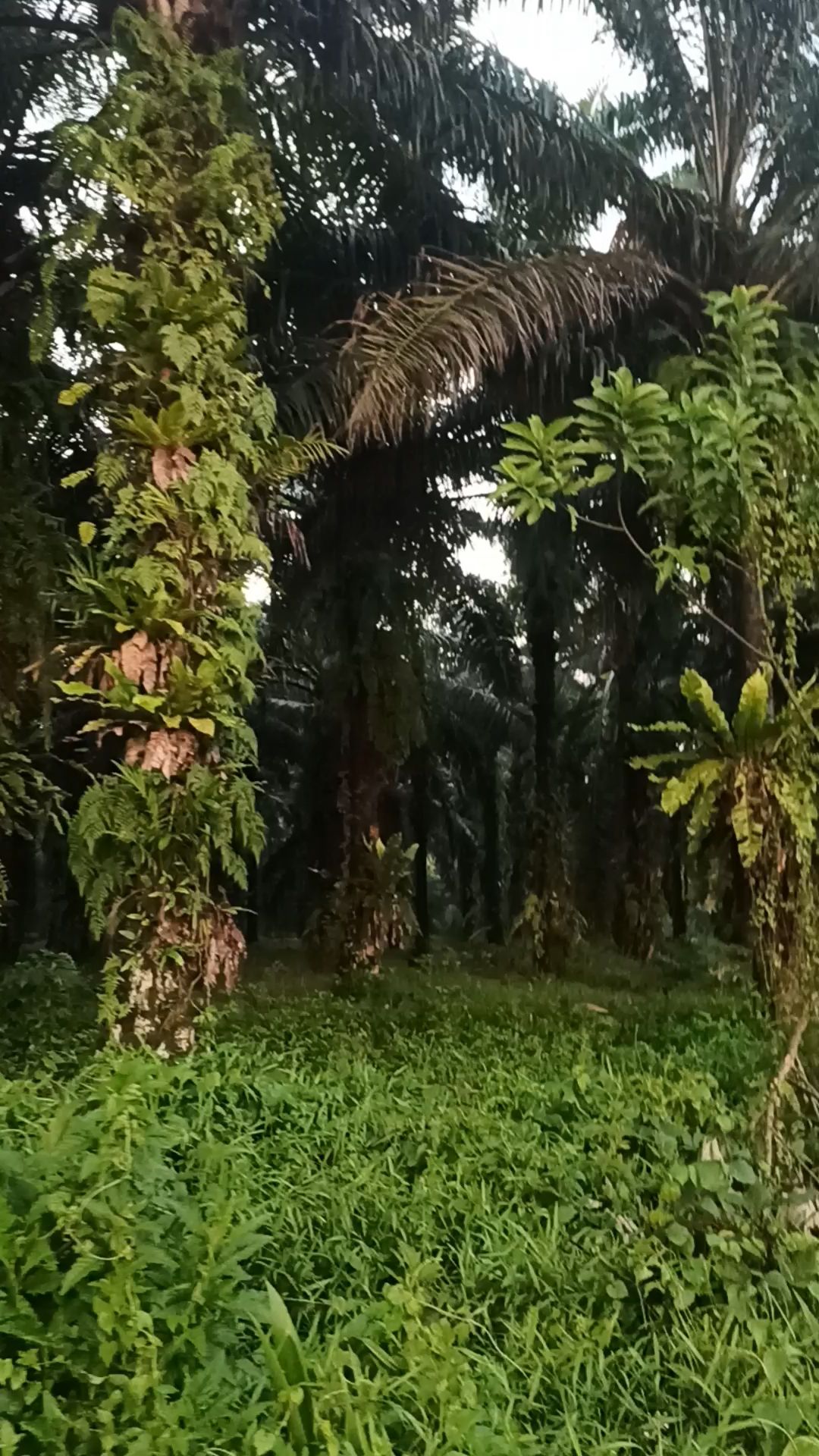 Sungai Jawi Travel Guide 2023 - Things to Do, What To Eat & Tips | Trip.com