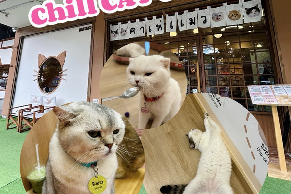 🐈🐈‍⬛Chill cat cafe - คาเฟ่แมว 🧋 | Trip.com กรุงเทพฯ