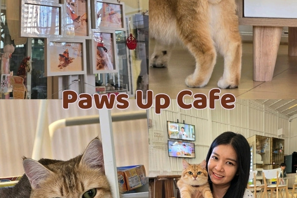 Paws Up Cafe คาเฟ่แมวพัฒนาการ | Trip.com กรุงเทพฯ