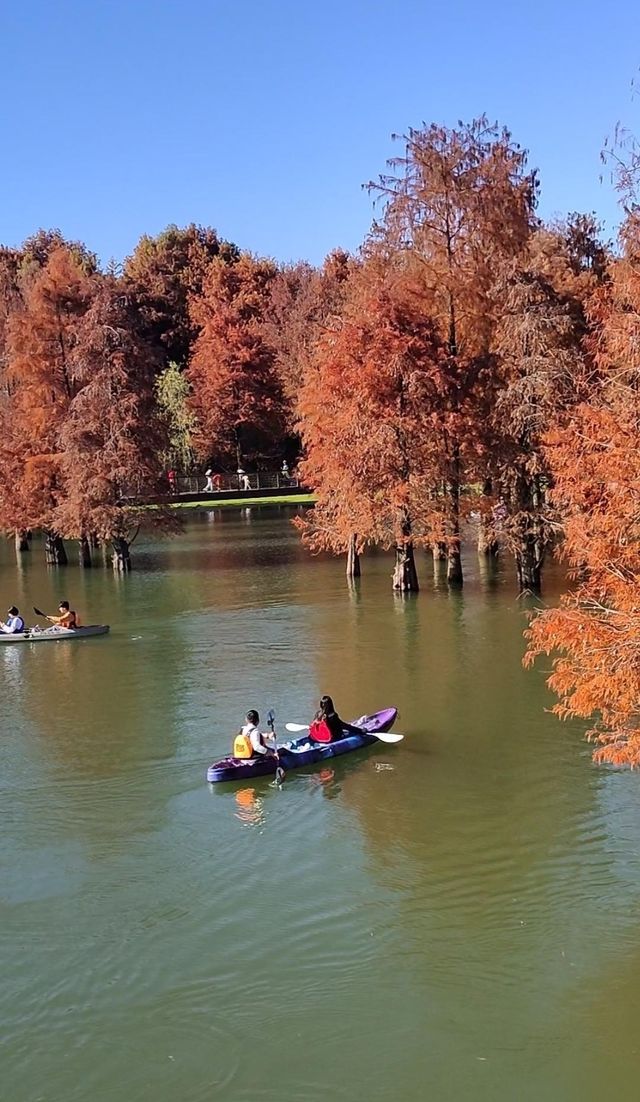 Hangzhou Qingshan Lake / The beauty of the red Metasequoia and matcha ...