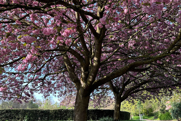 Spring time in the Arboretum Park | Trip.com Nottingham