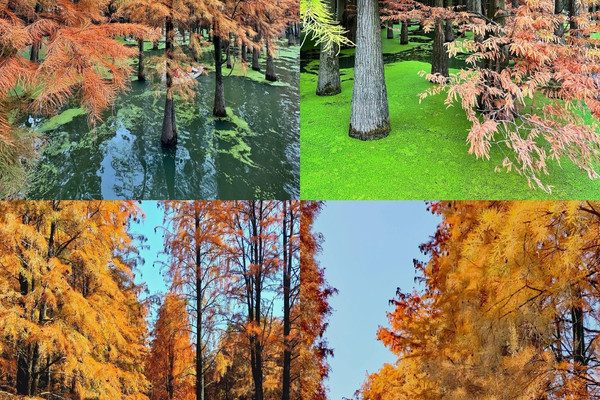 Hangzhou Qingshan Lake / The beauty of the red Metasequoia and matcha ...