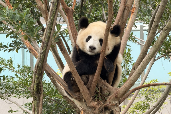 🐼 Chengdu’s Adorable Panda Wo | Trip.com Chengdu