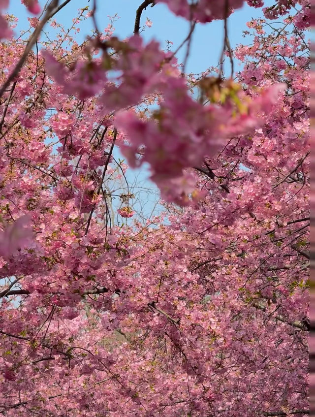 3.11 Live Footage of Early Cherry Blossom Crowds at Yuantouzhu, Wuxi ...