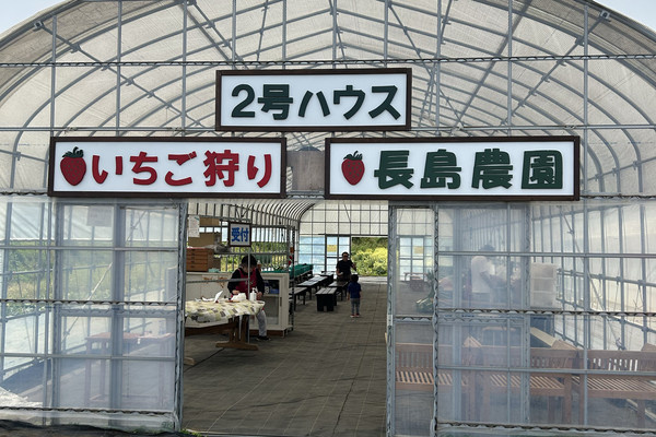 Strawberry Picking at Nagashima Farm, Misaki Station | Trip.com Miura