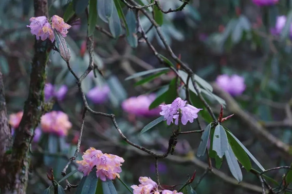 Panda Valley Rhododendrons in Full Bloom | Trip.com Dujiangyan