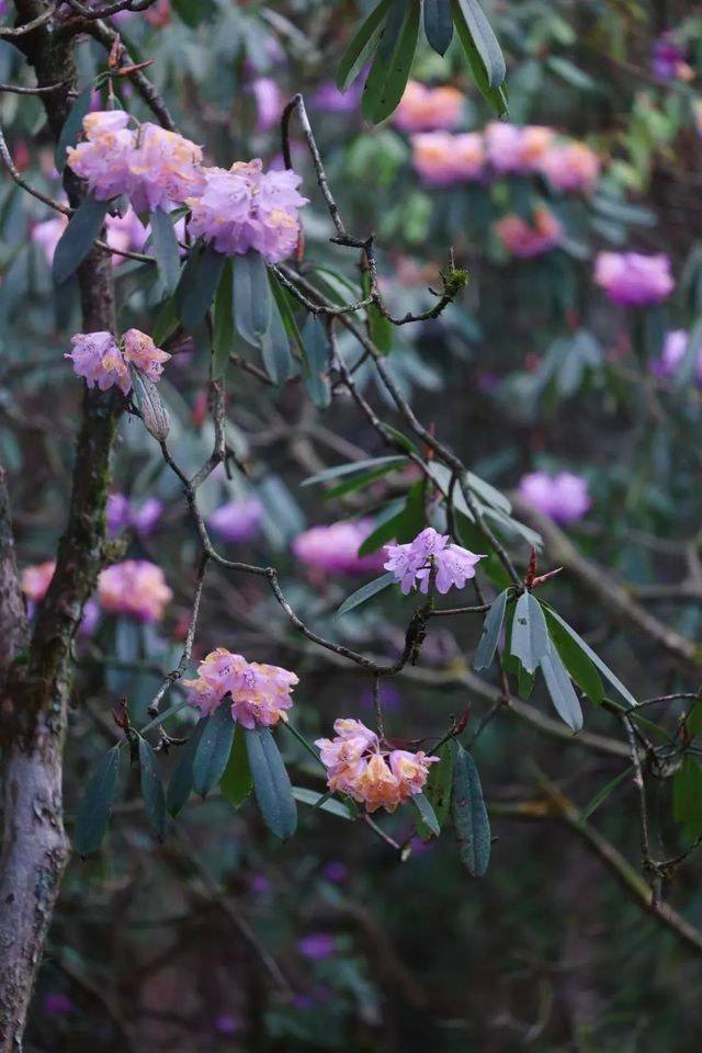 Panda Valley Rhododendrons in Full Bloom | Trip.com Dujiangyan