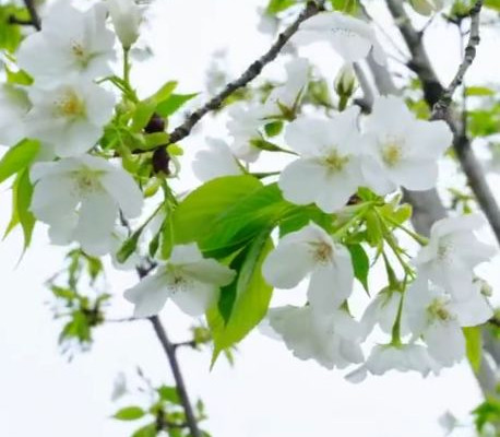 Chengdu Core Valley's Sea of Cherry Blossoms in Full Bloom, March is ...