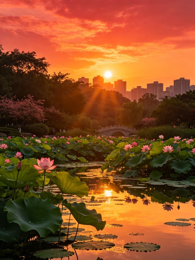Chongqing Haitang Park｜Lotus Flowers Quietly Blooming in June | Trip ...