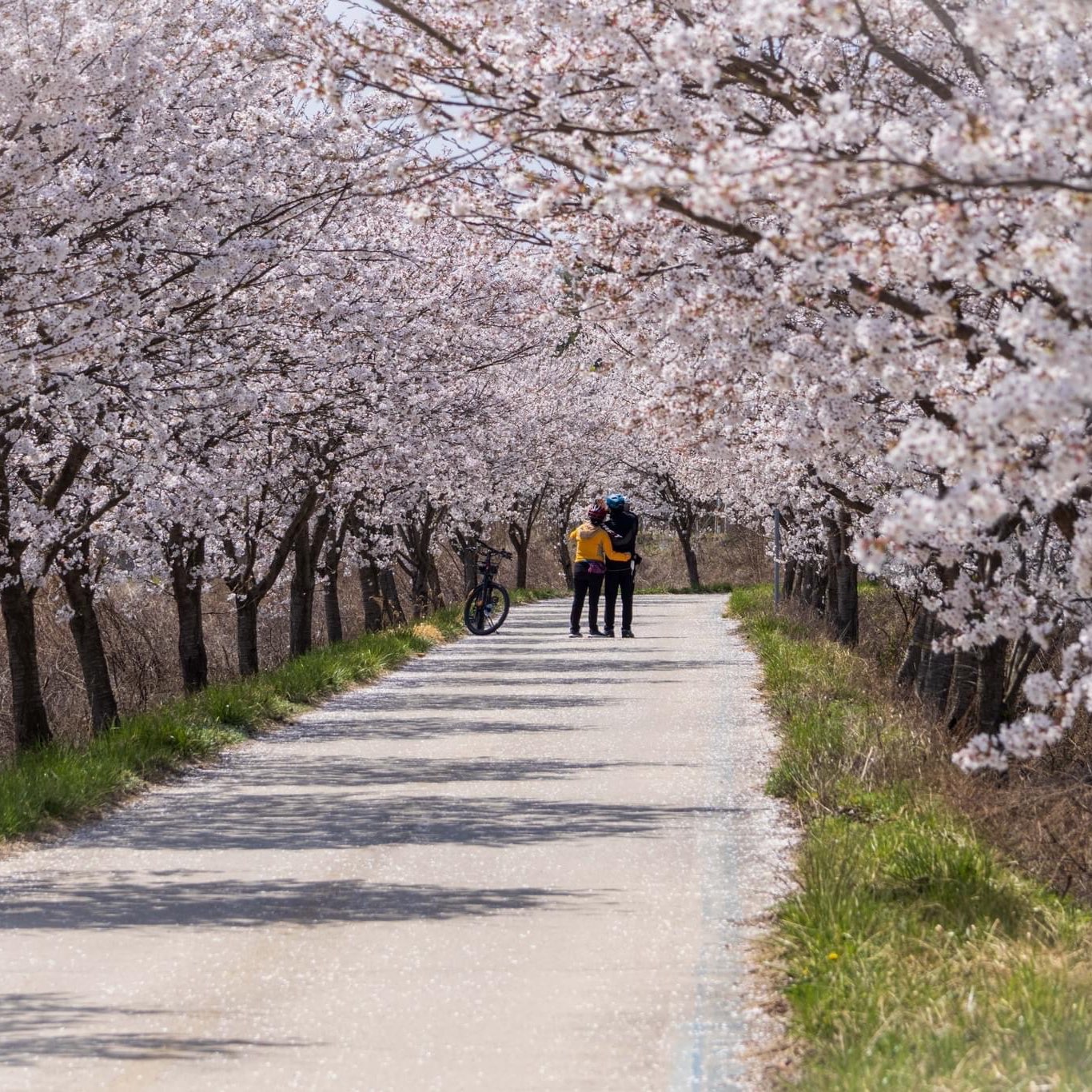 Things to Do in Sejong in 2024 - Top Attractions, Local Food, Hotels ...