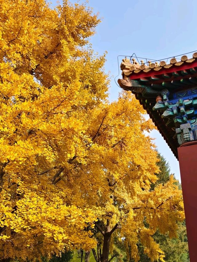 Ginkgo Leaf Charm | Trip.com Beijing