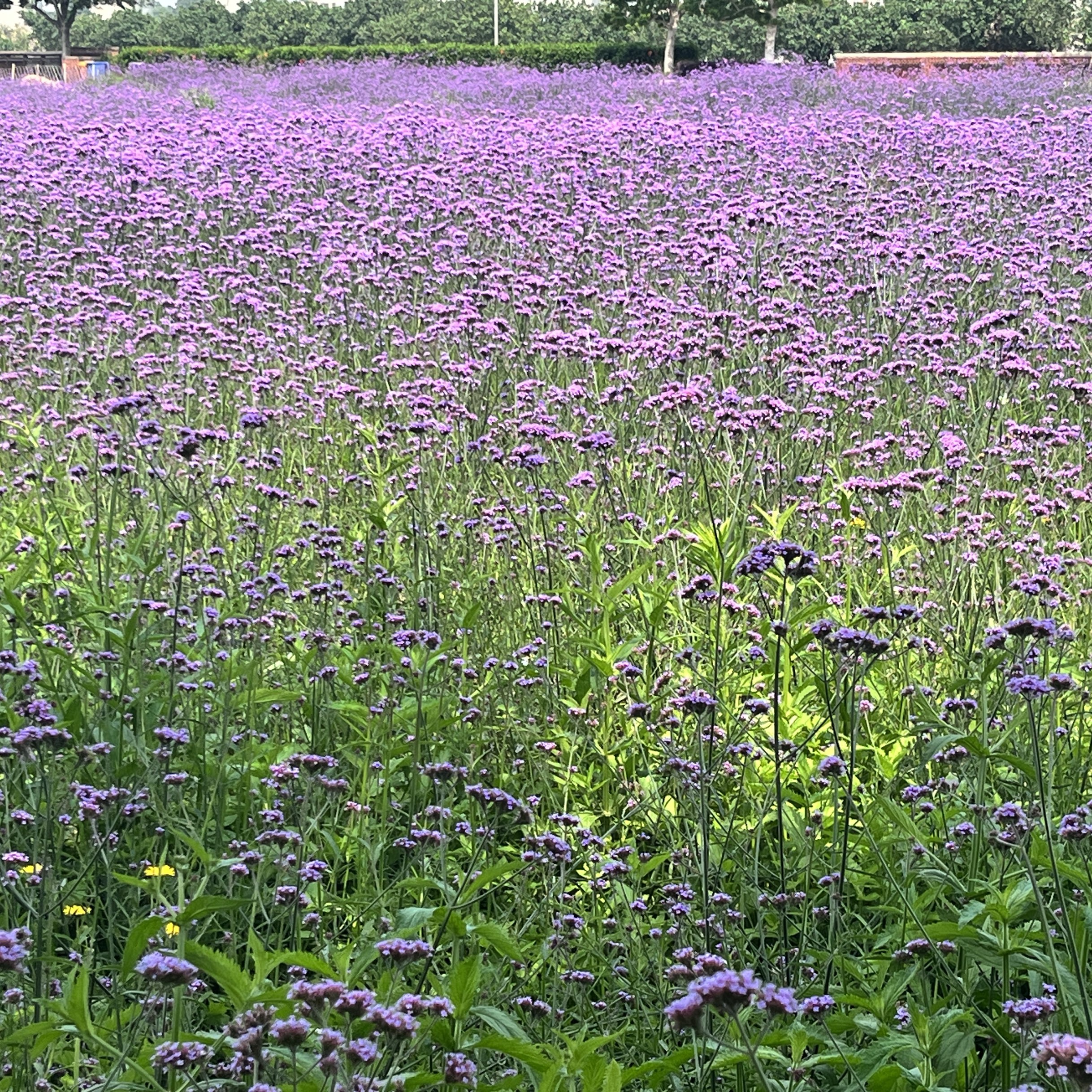 Jinjiang Travel Guide 2023 - Things to Do, What To Eat & Tips | Trip.com