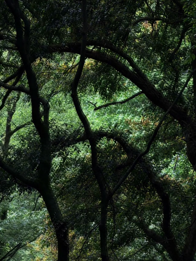 Escape the bustling city of Guangzhou and find Zen in a mountain forest ...