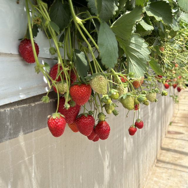 Strawberry Picking at Nagashima Farm, Misaki Station | Trip.com Miura