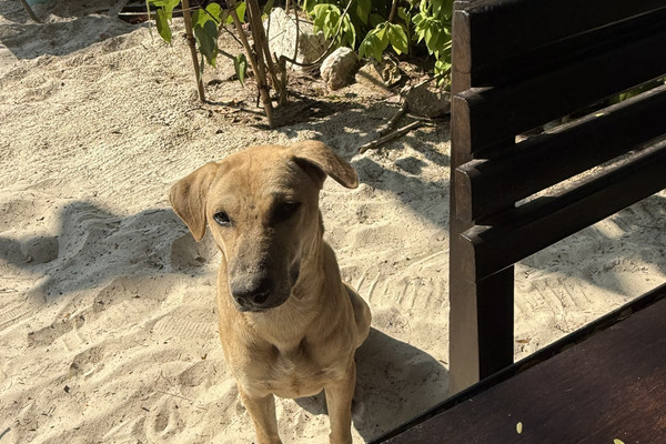 Why do all dogs at Samet make even humans jealous? | Trip.com Rayong City