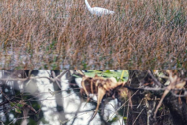 Natural Wonder | The Great Swamp Alligator Farm | Trip.com Miami-Dade ...