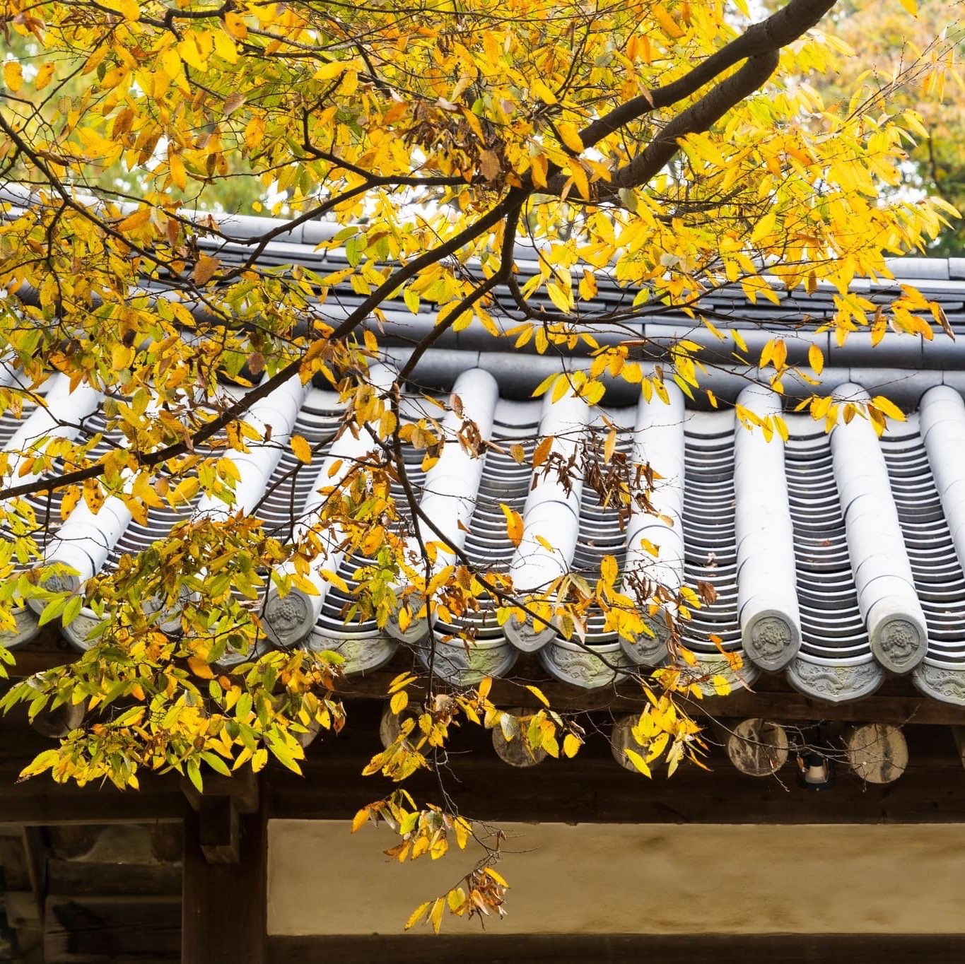 Yongin Si Travel Guide 2024 Things To Do What To Eat And Tips