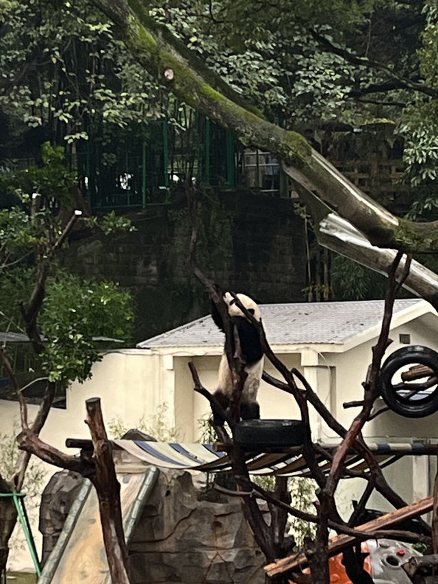 A Panda Day Out at Chongqing Zoo 🐼🌳 | Trip.com Chongqing