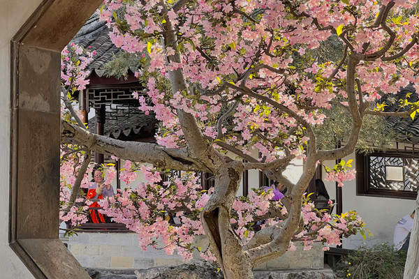 Explore the Best Spots for Viewing Begonia Flowers in Suzhou This April ...