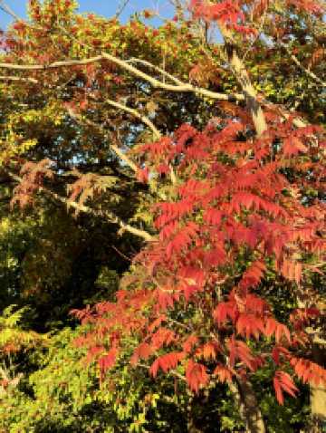 Golden Trees and Open Space at Kiba Park in Winter | Trip.com Tokyo