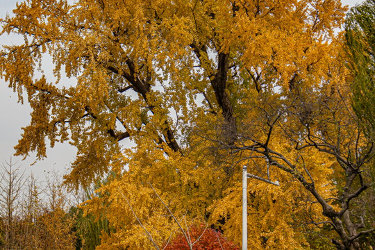 The ancient ginkgo tree dons its yellow robe again | Trip.com Shanghai