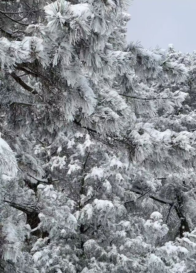 Winter Hallasan Hiking Guide: Summit Snow Viewing Tips | Trip.com Jeju City