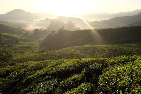 Visiting a Tea Plantation at Cameron Highland | Trip.com Cameron Highlands