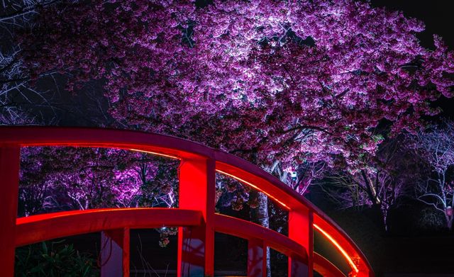 How to Enjoy the 2026 Wuxi Yuantouzhu Cherry Blossom Festival? Here’s ...