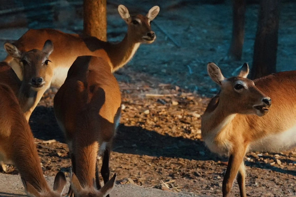 Chiang Mai's largest night zoo, Night Safari | Trip.com Chiang Mai