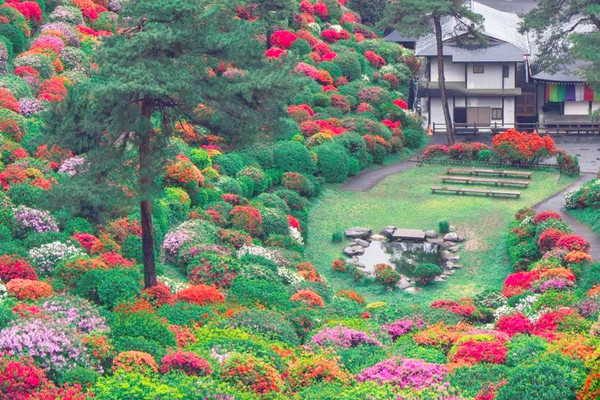 The flowers in Ome City, Tokyo have bloomed. Are you not moved? | Trip ...