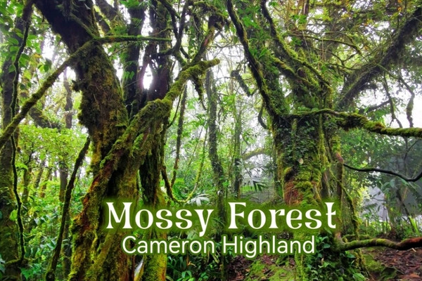 Enchanting Nature Preserve in Cameron Highland | Trip.com Ulu Telom